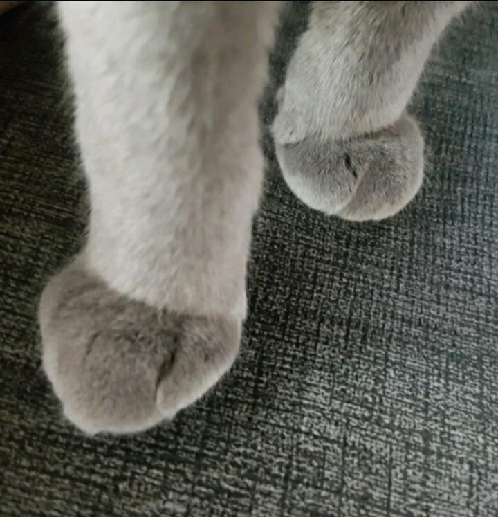 [2D Multi-Class Semantic Segmentation] 2. U-Net with Backbone and Loss ...